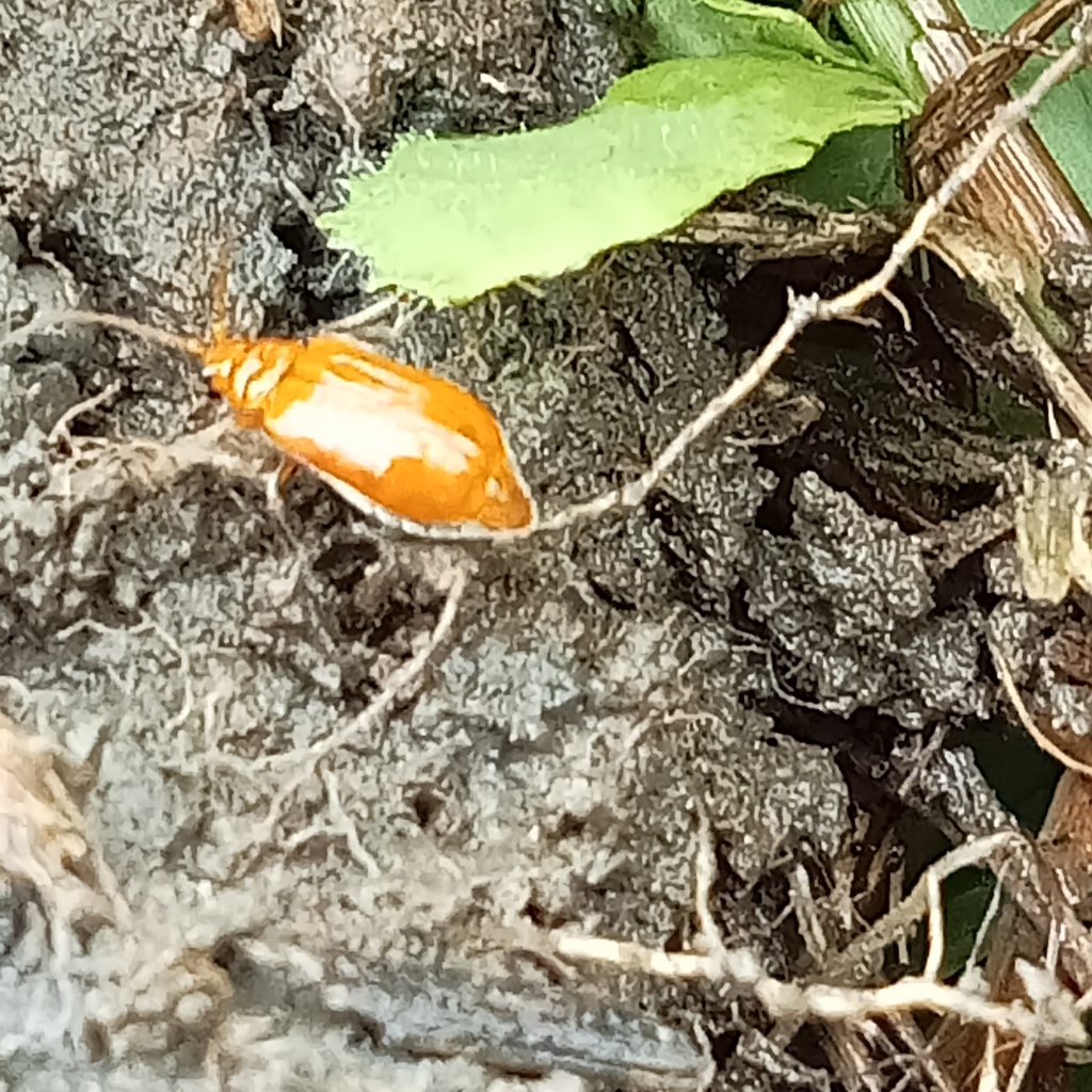 Aulacophora indica from 台灣宜蘭縣 on October 10, 2022 at 10:17 PM by 生態棲地 ...
