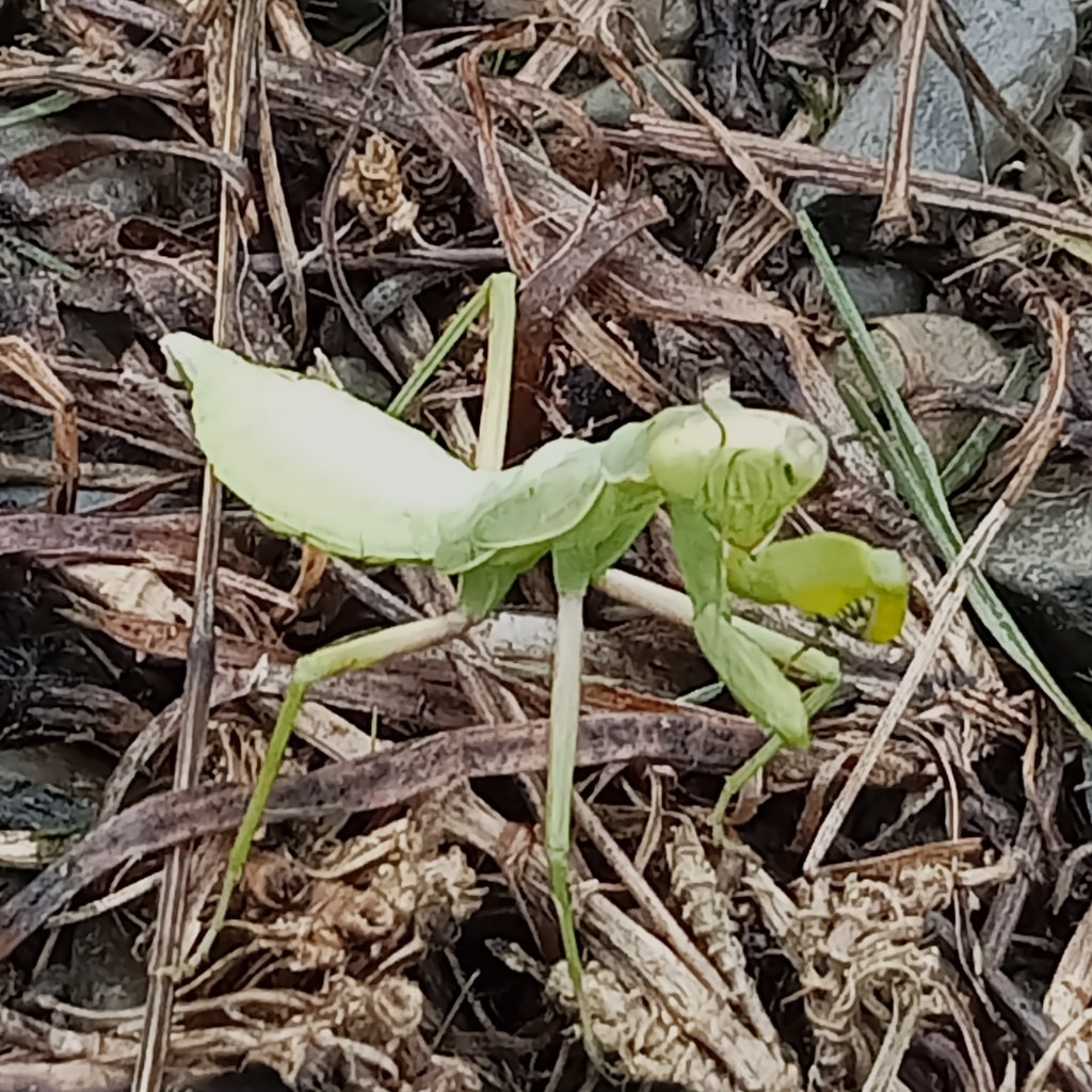 Giant Asian Mantis from 台灣宜蘭縣 on November 07, 2022 at 10:17 PM by 生態棲地 ...