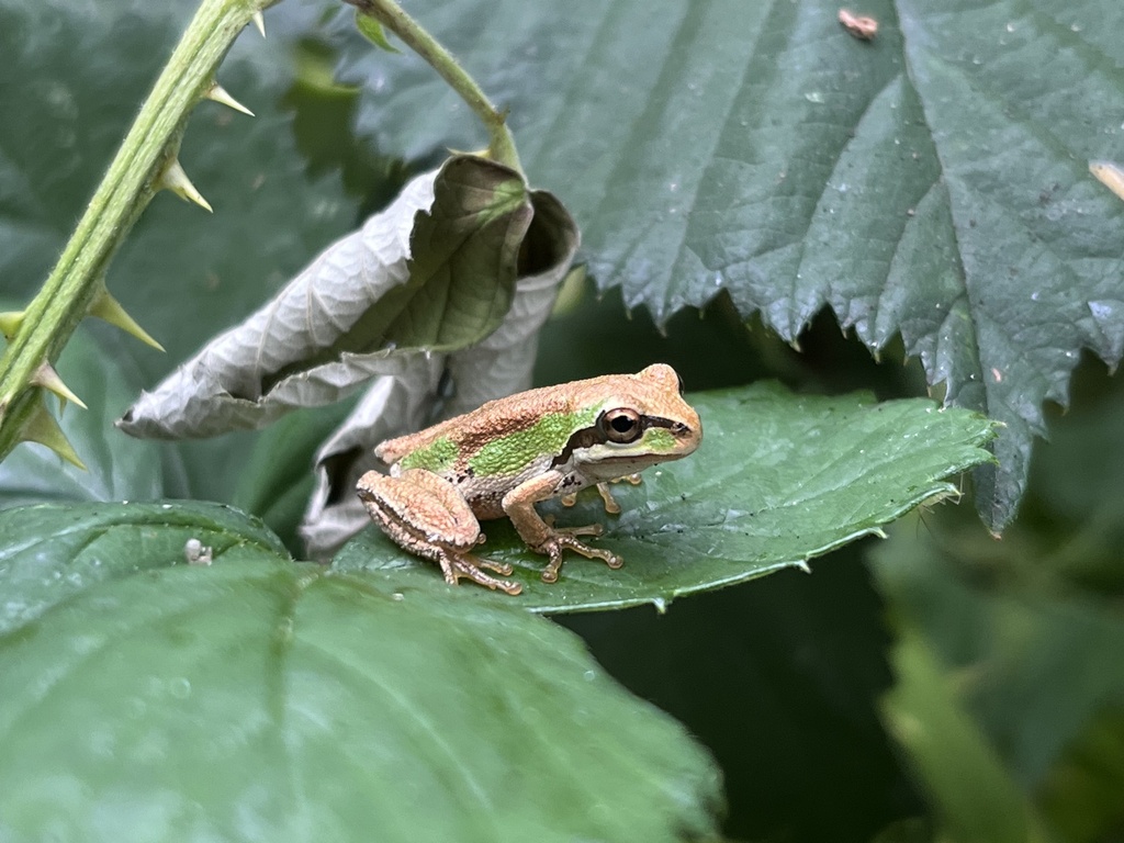 Northern Pacific Tree Frog from Billy Frank Jr. Nisqually National ...