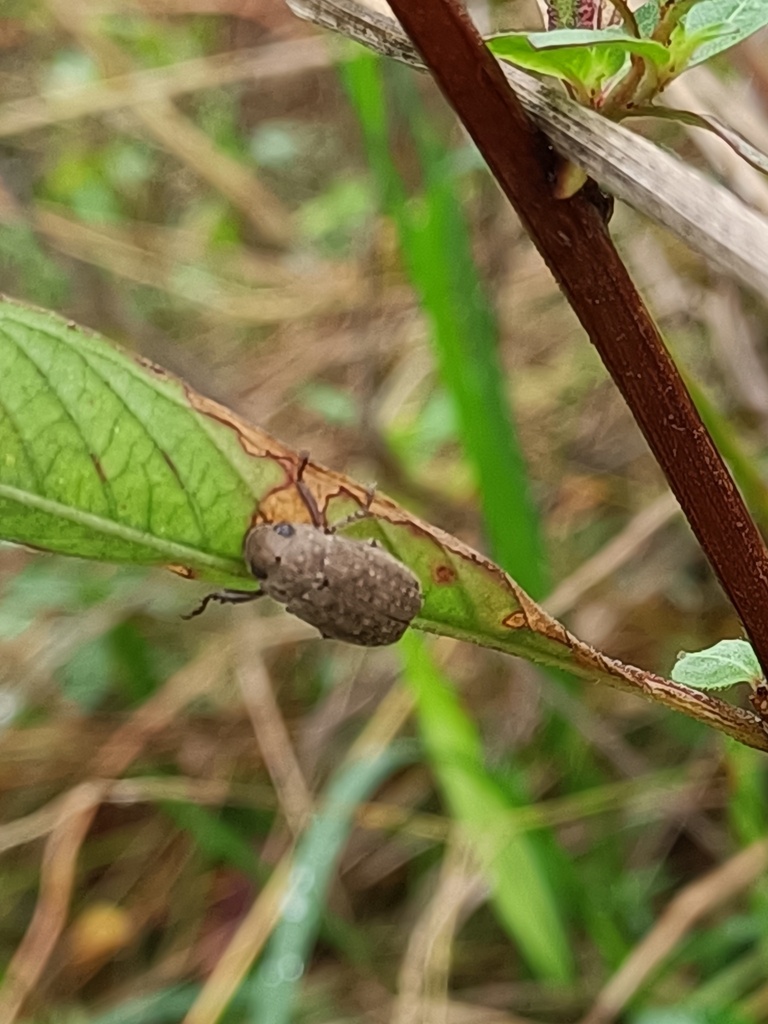 Adoretus from 台灣宜蘭縣 on October 05, 2022 at 11:28 PM by 生態棲地 · iNaturalist