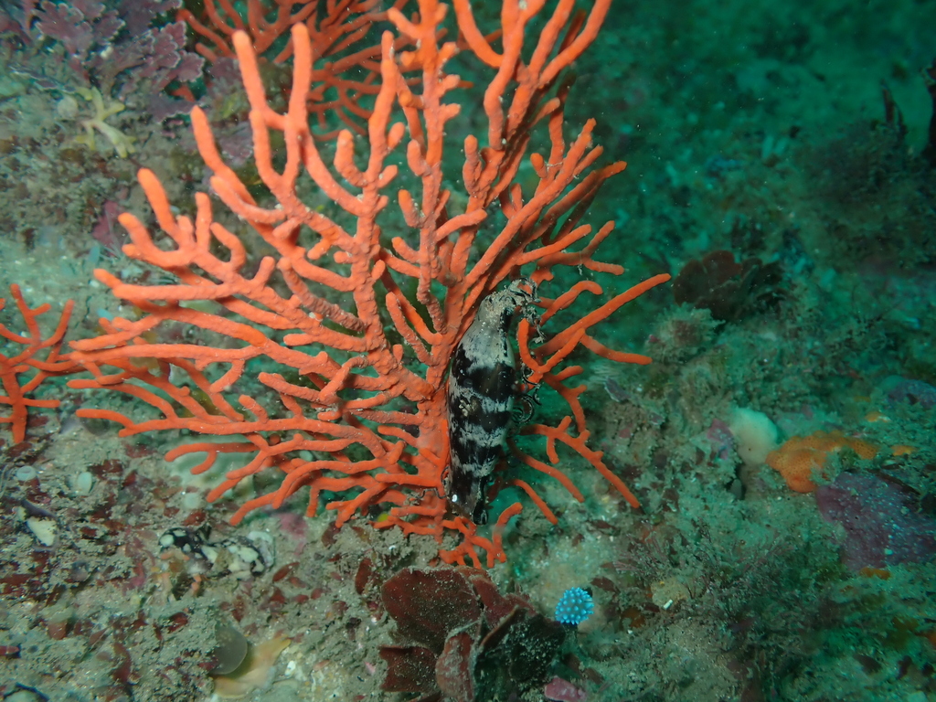 Puffadder Shyshark in January 2023 by Michelle Behrens. Egg of Pajama ...