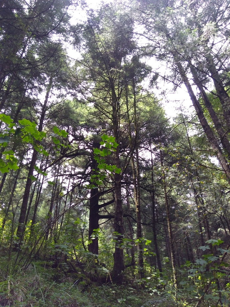sacred fir in September 2018 by Jorge Morales Tejas · iNaturalist