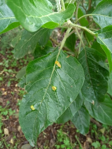 Puccinia atropae · iNaturalist