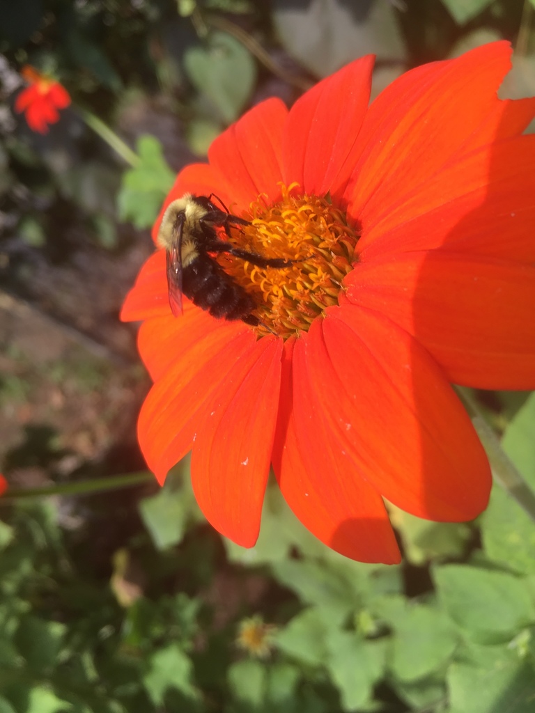 Common Eastern Bumble Bee from 1100 Logan St, Louisville, KY, US on ...
