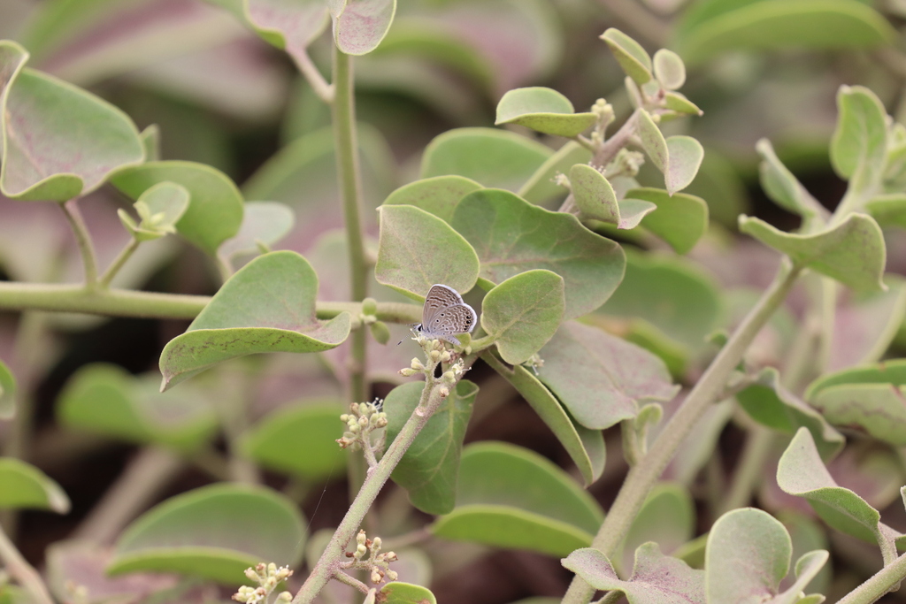 Ramon Blue from Puerto Baquerizo Moreno, Ecuador on August 21, 2022 at ...