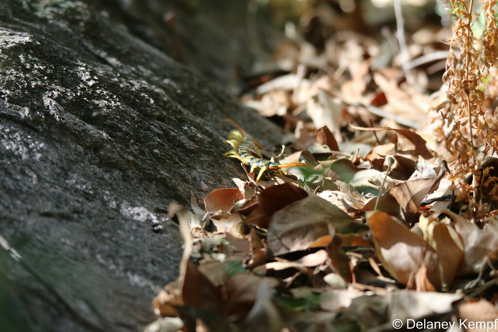 Giant Desert Centipede from South Fork Cave Creek, Arizona 85632, USA ...