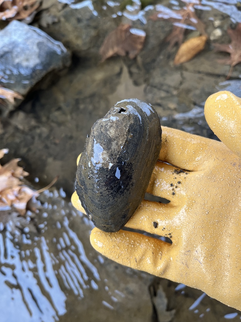 Pondhorn from County Road 1140, Huntsville, MO, US on January 13, 2023 ...
