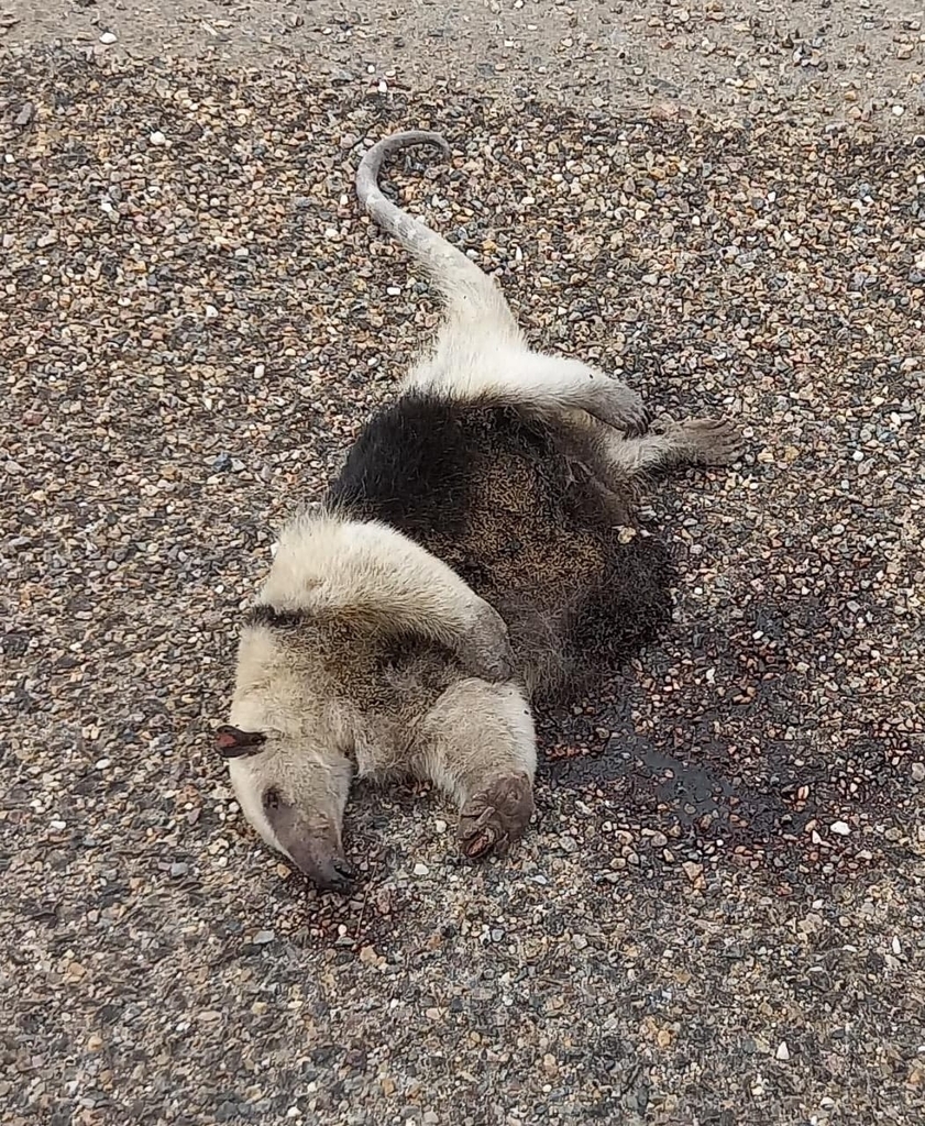 Northern Tamandua from HXJ8+WJ7, Hualtaco 20370, Peru on December 18 ...