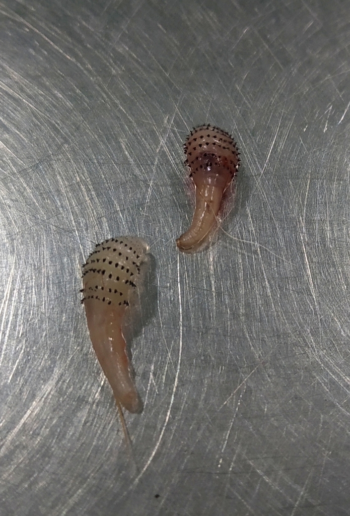 Human Botfly from Mercado Modelo, Montevideo, Departamento de ...