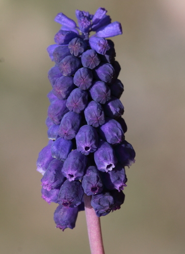 Muscari microstomum · iNaturalist