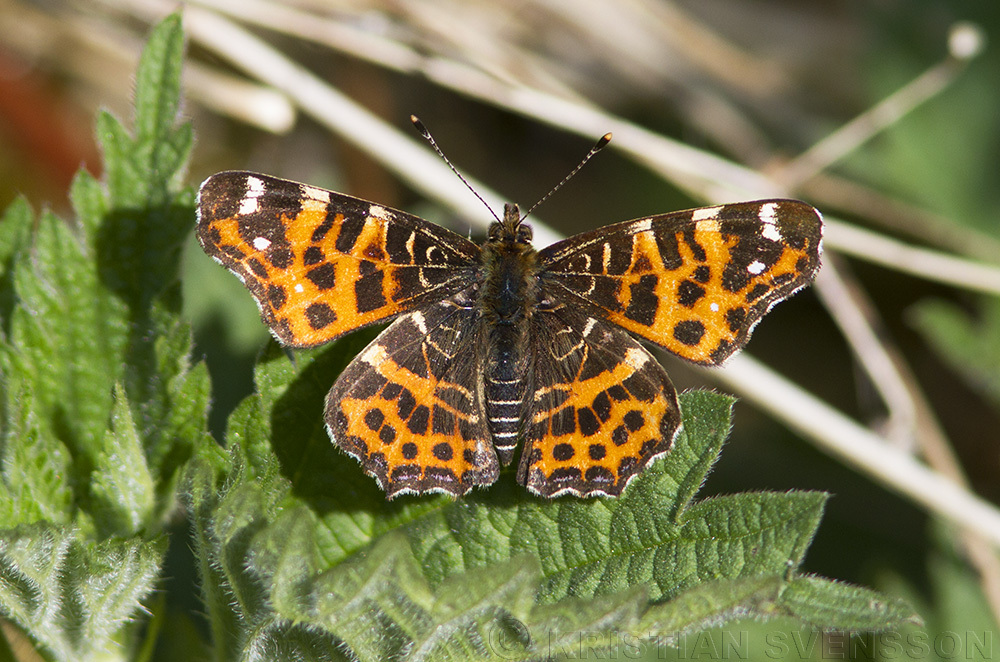 Map from Lomma, Sverige on May 12, 2013 at 03:11 PM by Kristian ...