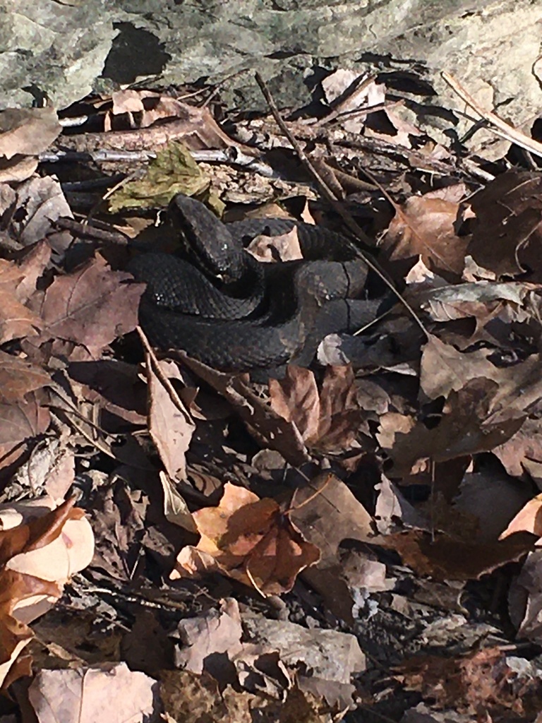 Northern Cottonmouth from Shawnee National Forest, Wolf Lake, IL, US on ...