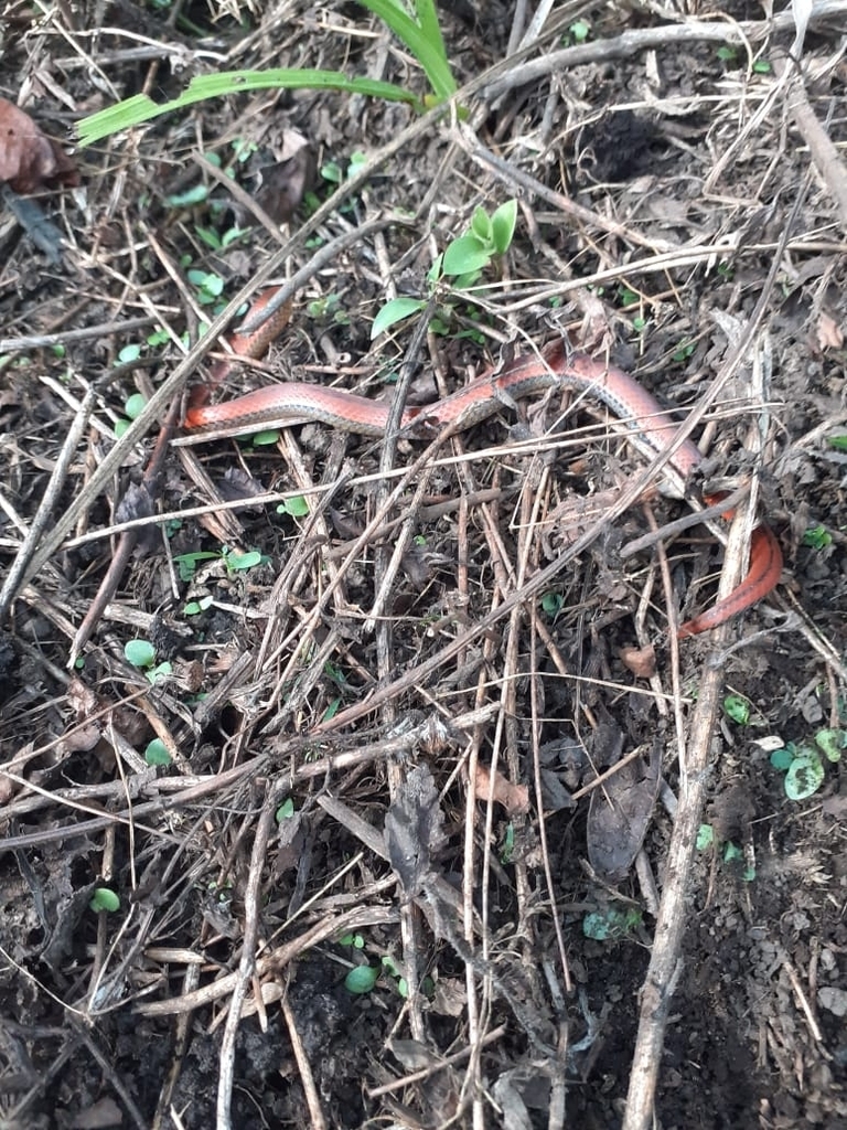 Atractus chthonius from San José de Isnos, Huila, Colombia on January ...