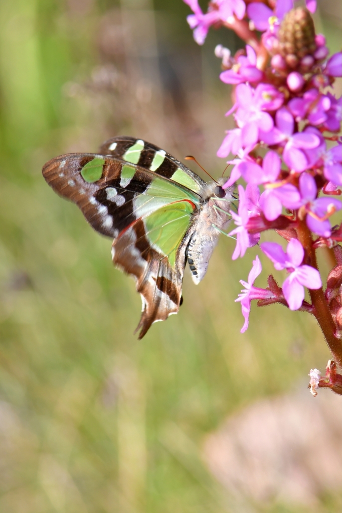 Graphium macleayanus moggana from Marysville VIC 3779, Australia on ...
