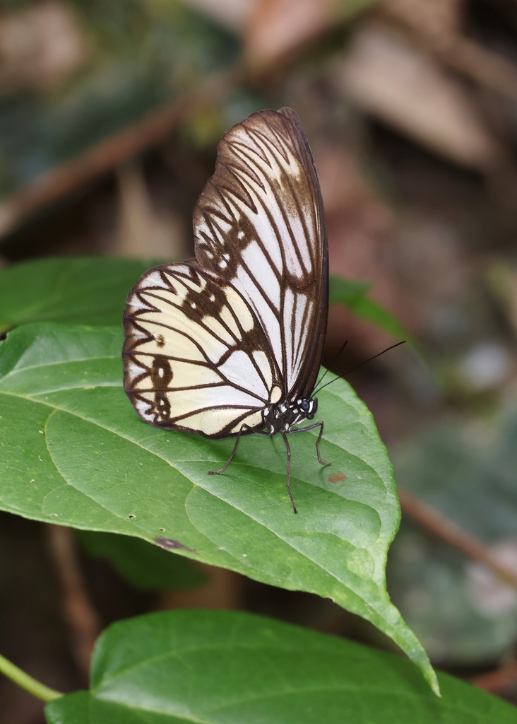 Zethera incerta in December 2022 by john lenagan. Zethera incerta ...