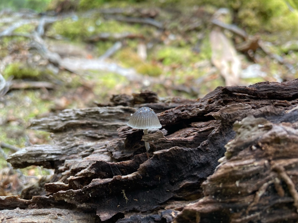 Something from Mount Aspiring National Park, Mount Aspiring National ...