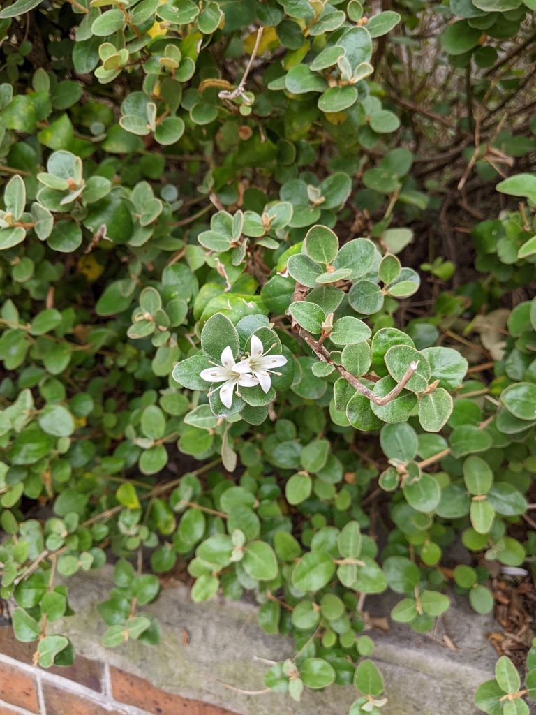 White Correa from Clovelly NSW 2031, Australia on January 14, 2023 at ...