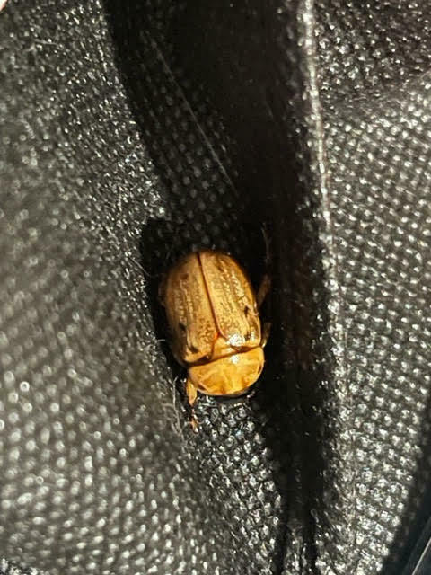 Argentinian Scarab from Point Frederick NSW 2250, Australia on December ...