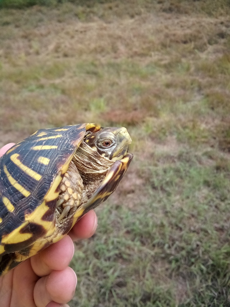 Ornate Box Turtle in September 2021 by Cole Burrow. Safely moved across ...