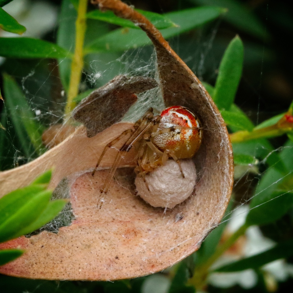 Pyramidal Theridion from Croydon VIC 3136, Australia on January 13 ...