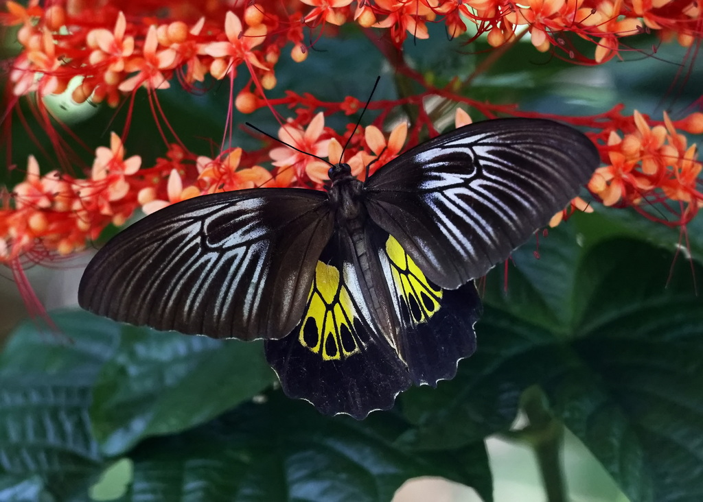 Haliphron Birdwing from Maros Regency, South Sulawesi, Indonesia on ...
