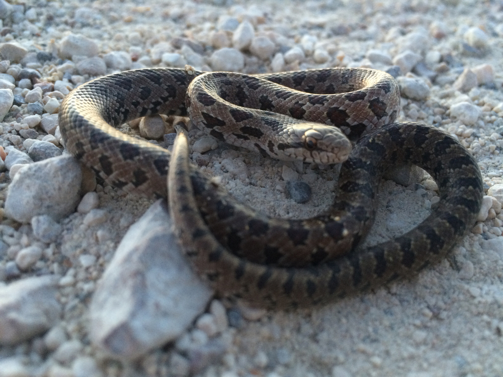 Prairie Kingsnake from Fairview Rd, Anahuac, TX, US on October 10, 2015 ...