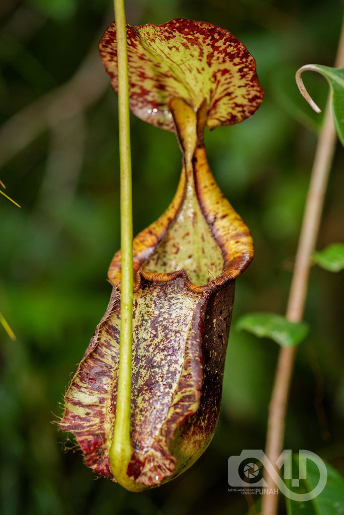 Raffles' pitcher-plant from Palangka Raya City, Central Kalimantan ...