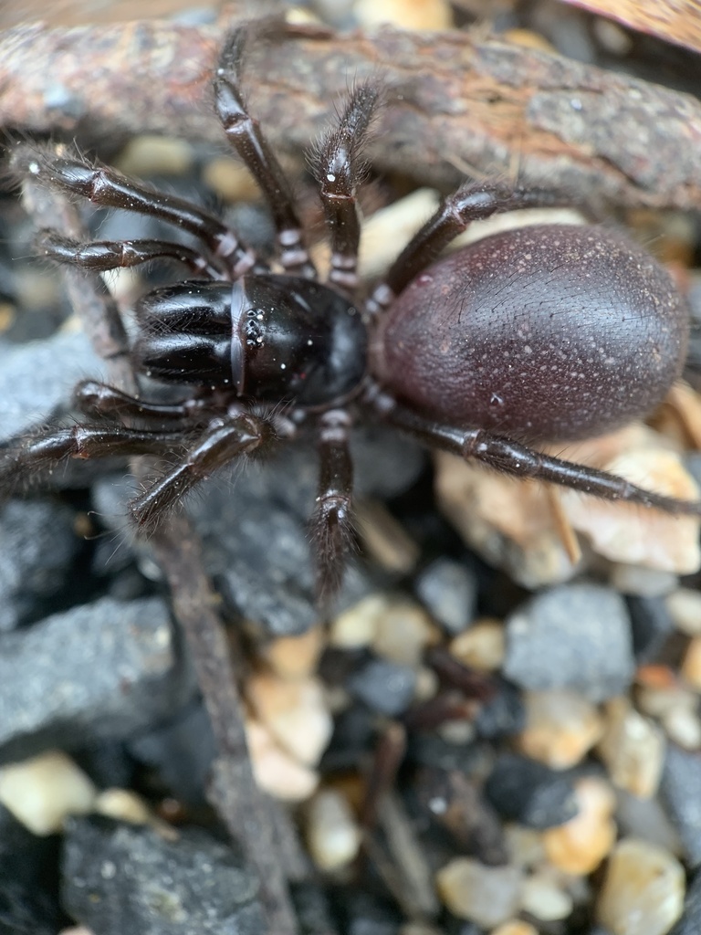 Tasmanian Funnelweb from Tasmania, Weldborough, TAS, AU on January 14 ...