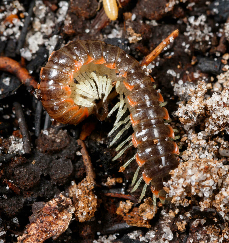 Dicellarius bimaculatus from Seminole County, US-FL, US on January 13 ...
