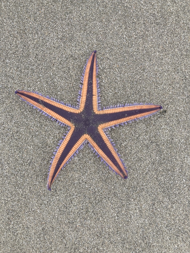 Flat Sea Star from North Atlantic Ocean, SC, US on May 25, 2022 at 10: ...