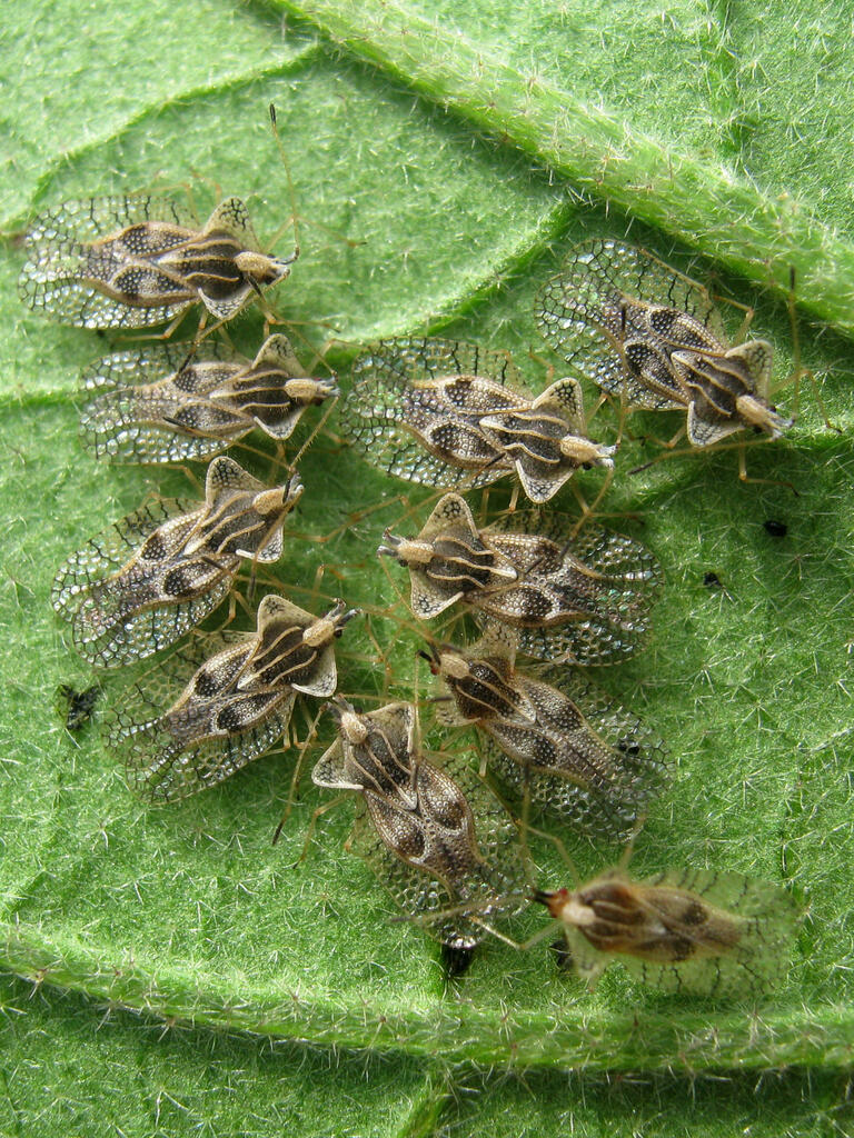 Eggplant lace bug in August 2013 by Chris Rorabaugh. BugGuide entry ...