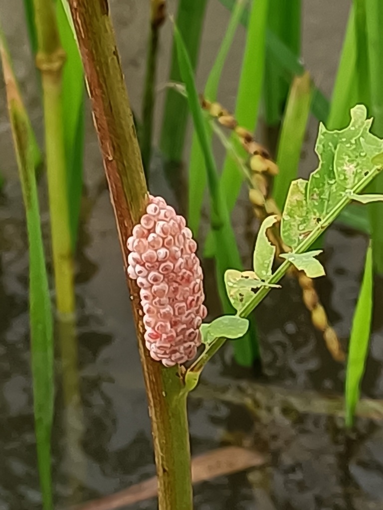 Channeled Apple Snail from 台灣宜蘭縣 on October 6, 2022 at 01:32 PM by 生態棲地 ...
