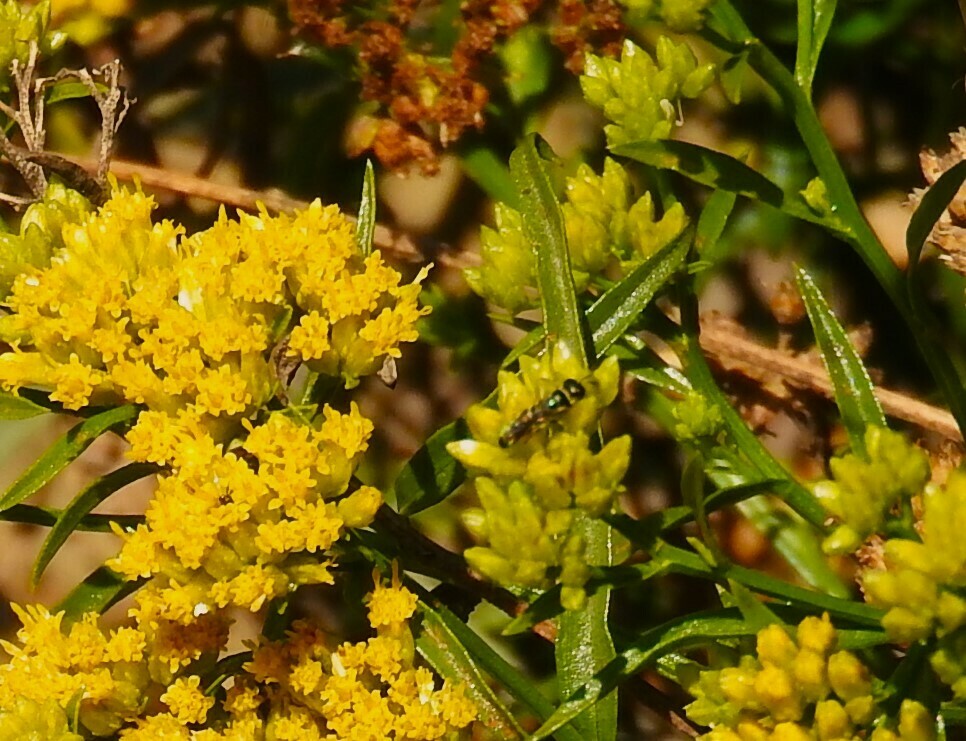 Winged and Once-winged Insects from San Juan Teotihuacán, State of ...