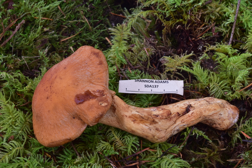 Thaxterogaster vespertinus from Lane, Oregon on October 27, 2017 at 12: ...
