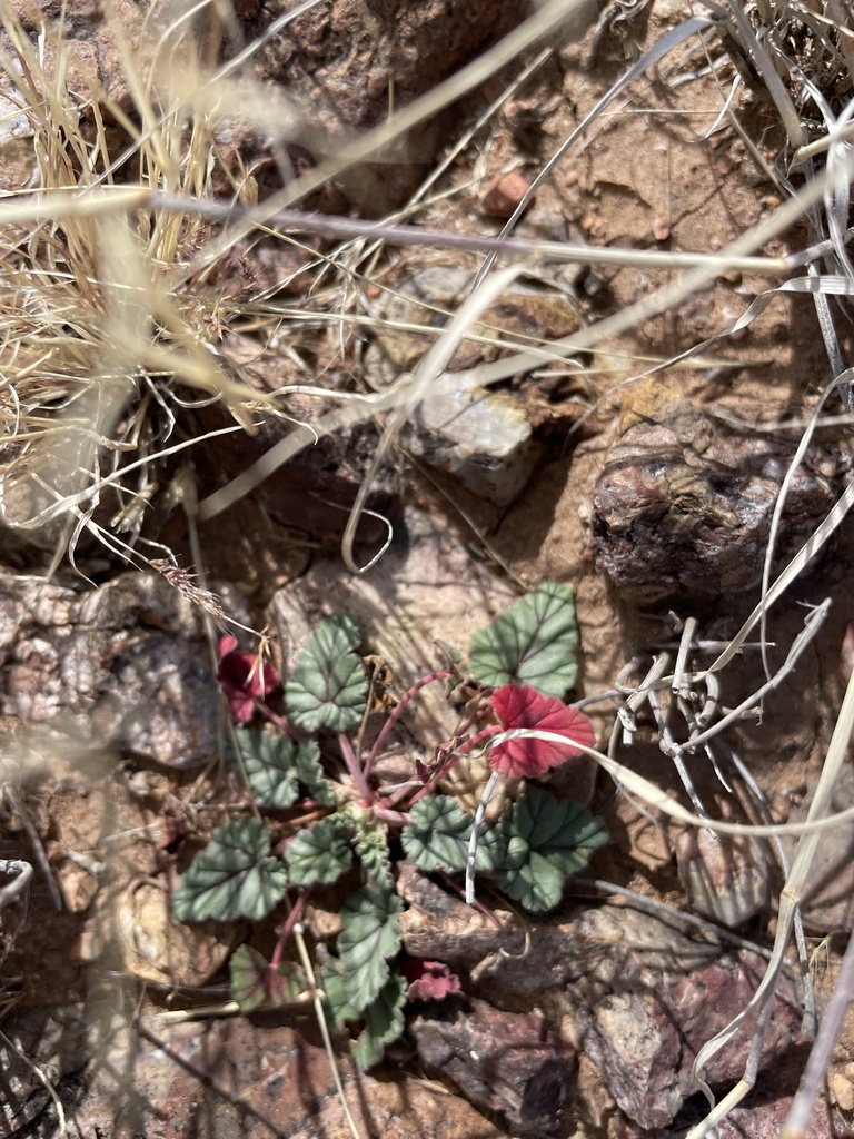 Texas stork's bill from Hillsboro, NM, US on January 14, 2023 at 01:07 ...