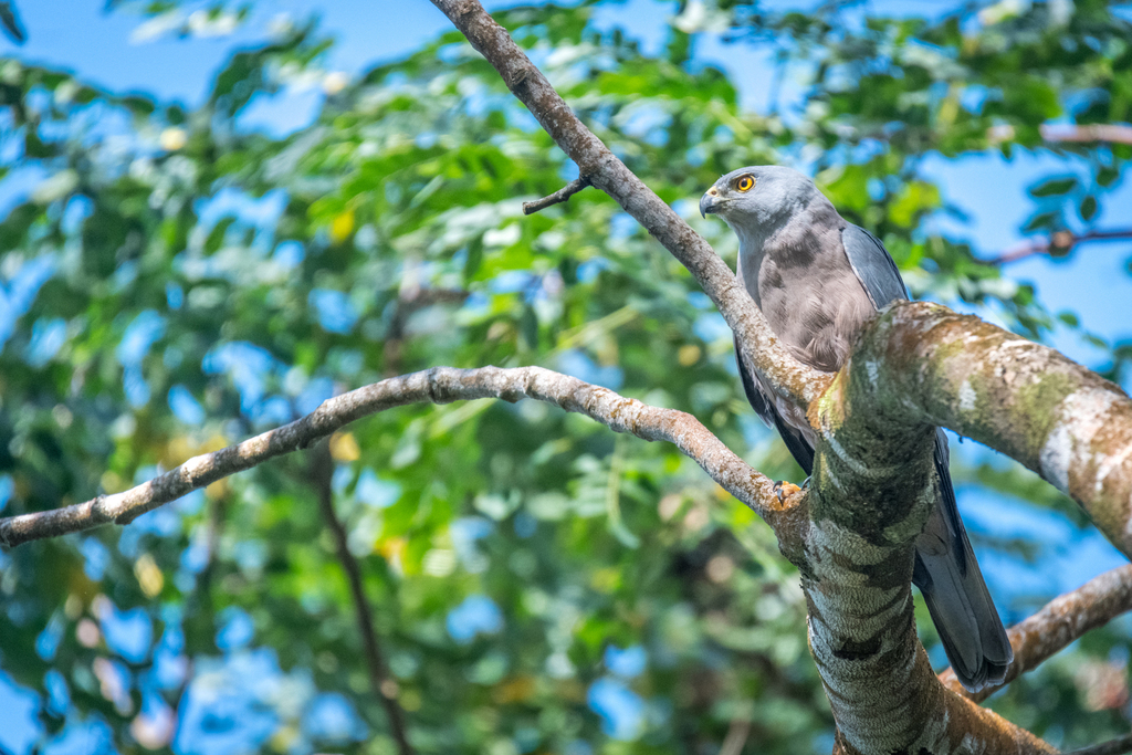 Fiji Goshawk from Suva, Fiji on October 7, 2020 at 09:58 AM by Tom ...