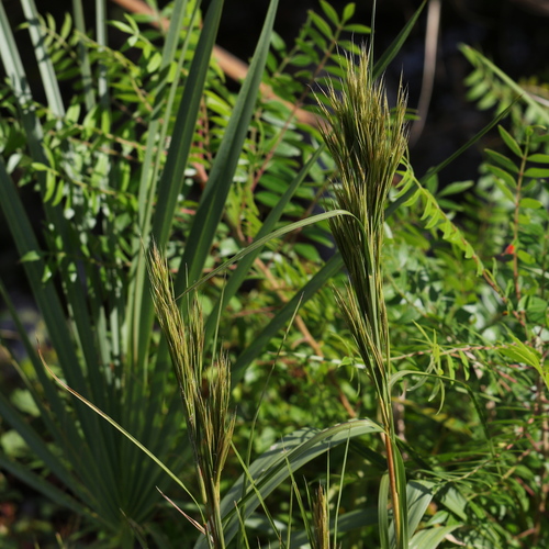 Variety Andropogon glomeratus pumilus · iNaturalist