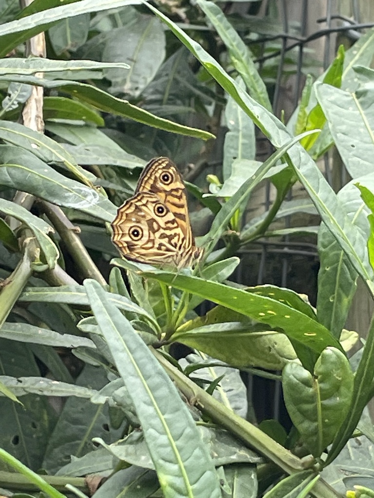 Ringed Xenica from Moonlit Sanctuary Wildlife Conservation Park ...