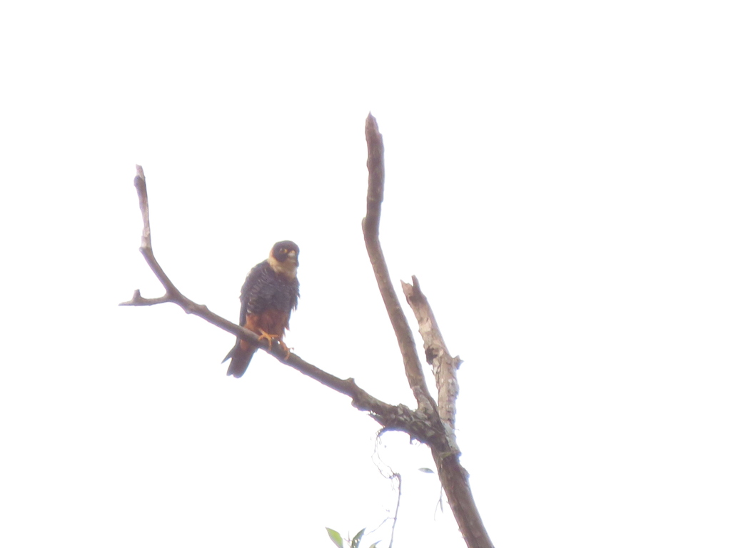 Bat Falcon from Santa Marta, Magdalena, Colombia on December 18, 2022 ...