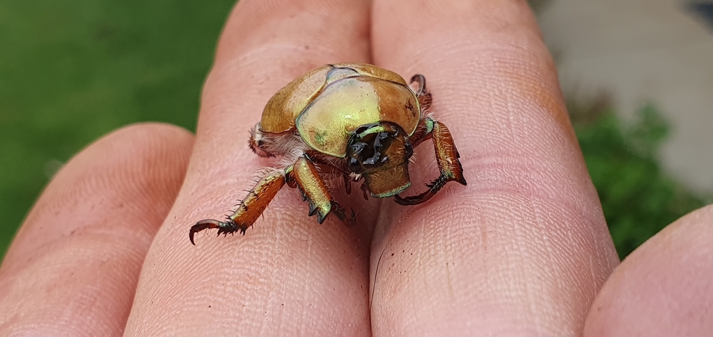 Anoplognathus suturalis from Gordon VIC 3345, Australia on January 15 ...