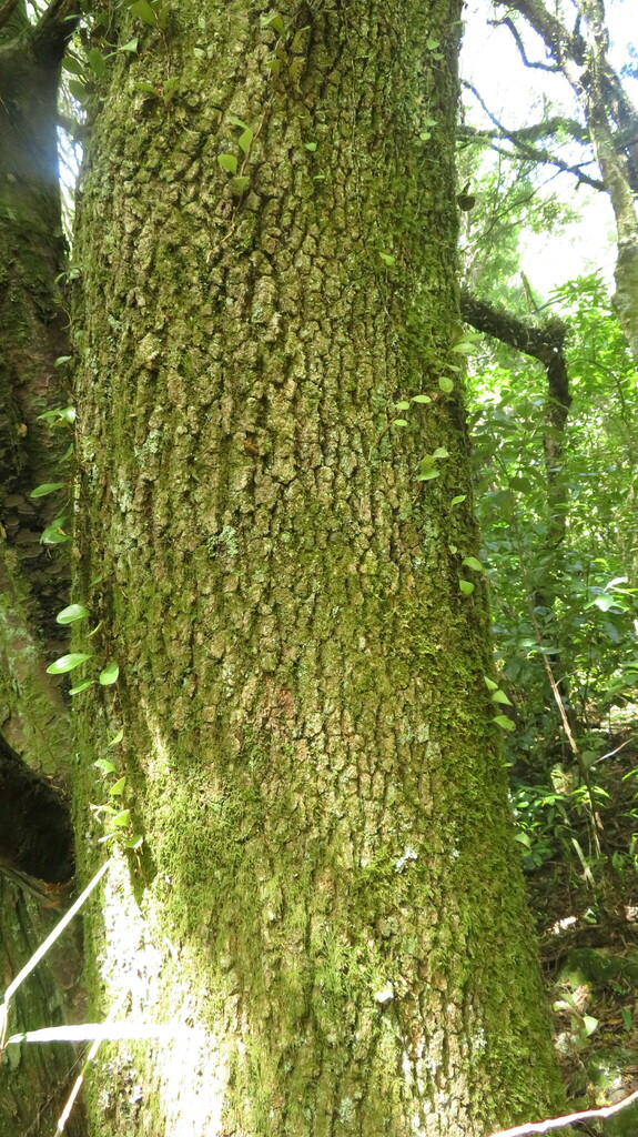 Black Maire from Te Mārua, Upper Hutt, New Zealand on January 15, 2023 ...