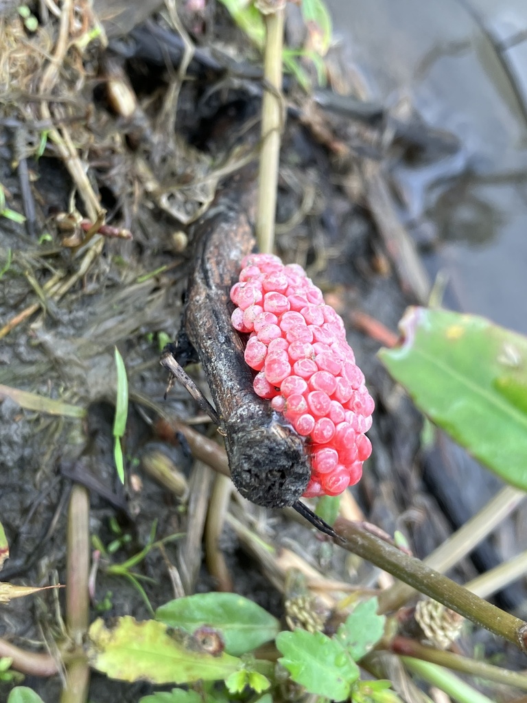 Channeled Apple Snail from 台灣宜蘭縣 on August 22, 2022 at 02:13 PM by 生態棲地 ...