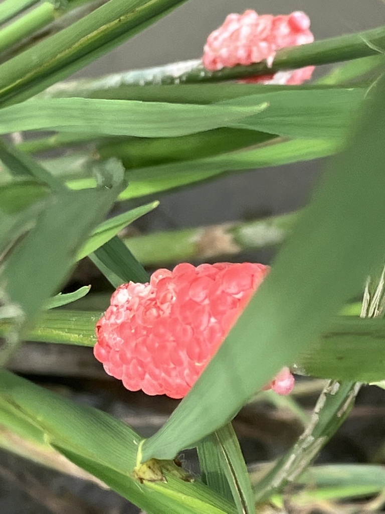 Channeled Apple Snail from 台灣宜蘭縣 on October 20, 2022 at 02:13 PM by ...