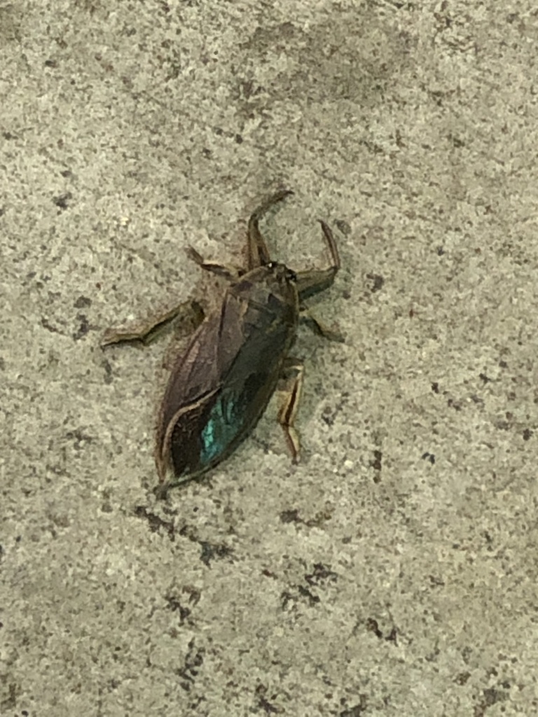 American Giant Water Bug from Trans Canada Highway 16 E, Strathcona ...