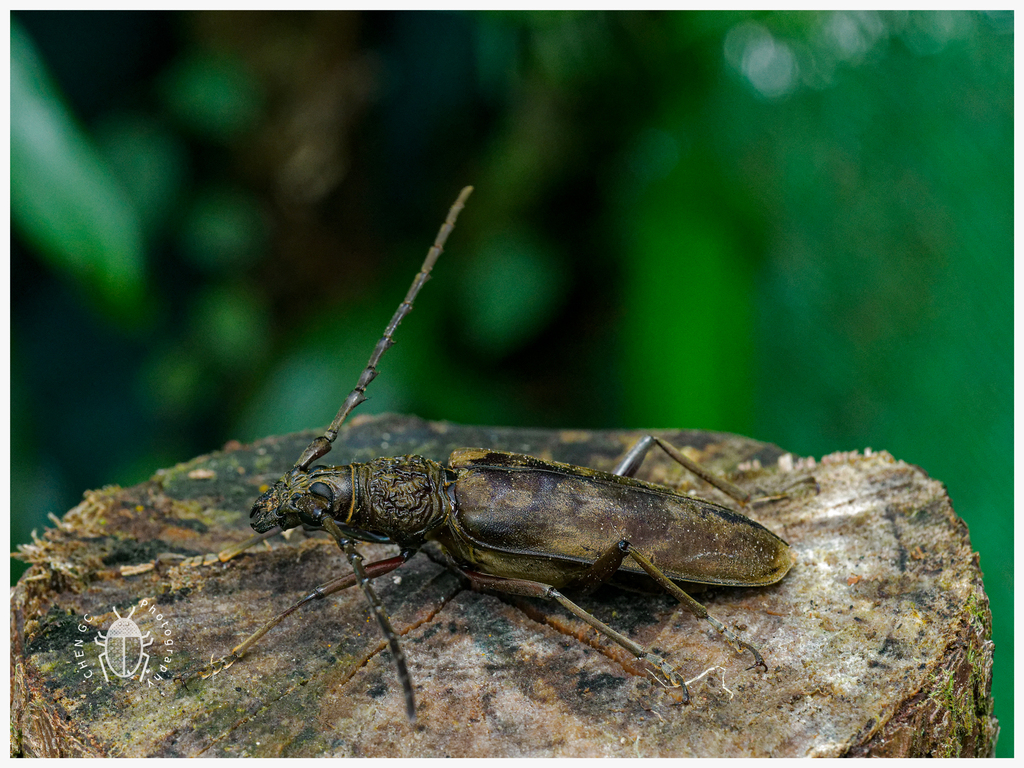 Sal Borer from Trusmadi Forestry reserve FMU 10, Apin Apin, 89000 ...