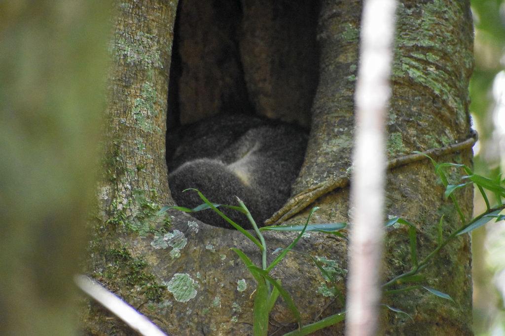 Short-eared Brushtail Possum from 148 Mountain View Rd, Maleny QLD 4552 ...