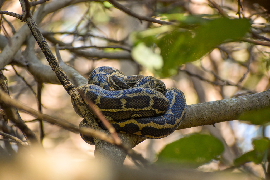 Coastal Carpet Python from Nudgee Beach QLD 4014, Australia on ...