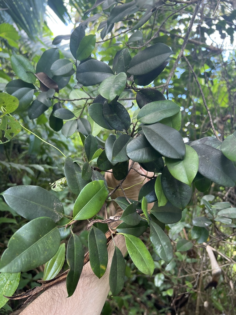 West Indian Laurel Fig from Puerto Rico, Guayama, Puerto Rico, US on ...