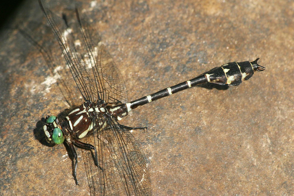 Zebra Clubtail in June 2008 by Allen Barlow · iNaturalist