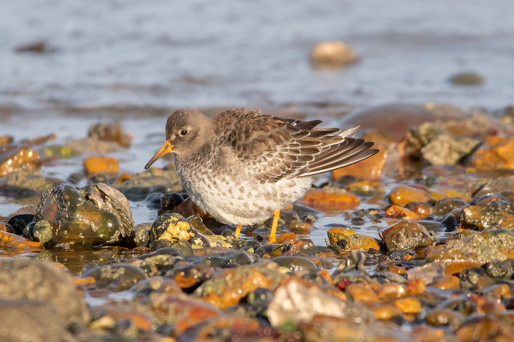 Purple Sandpiper from Kent, UK on January 15, 2023 at 07:42 PM by Mark ...